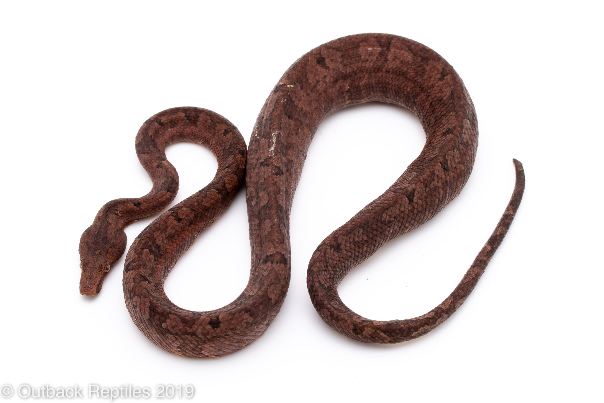 gravid indo tree boa female | Outback Reptiles
