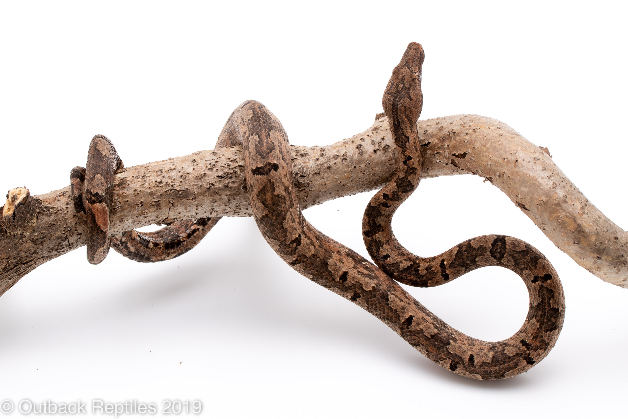 indo tree boa male | Outback Reptiles