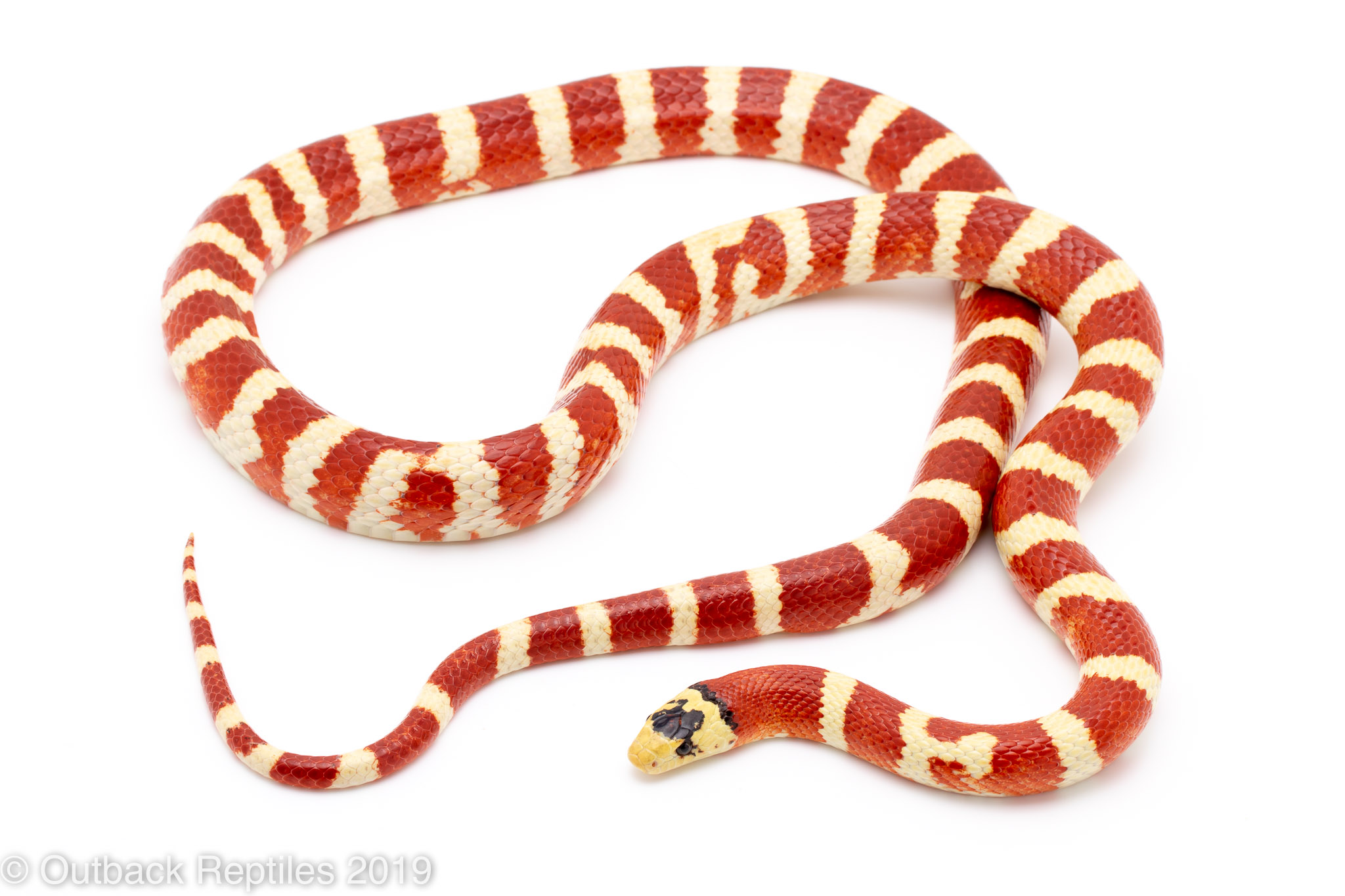pyro male | Outback Reptiles