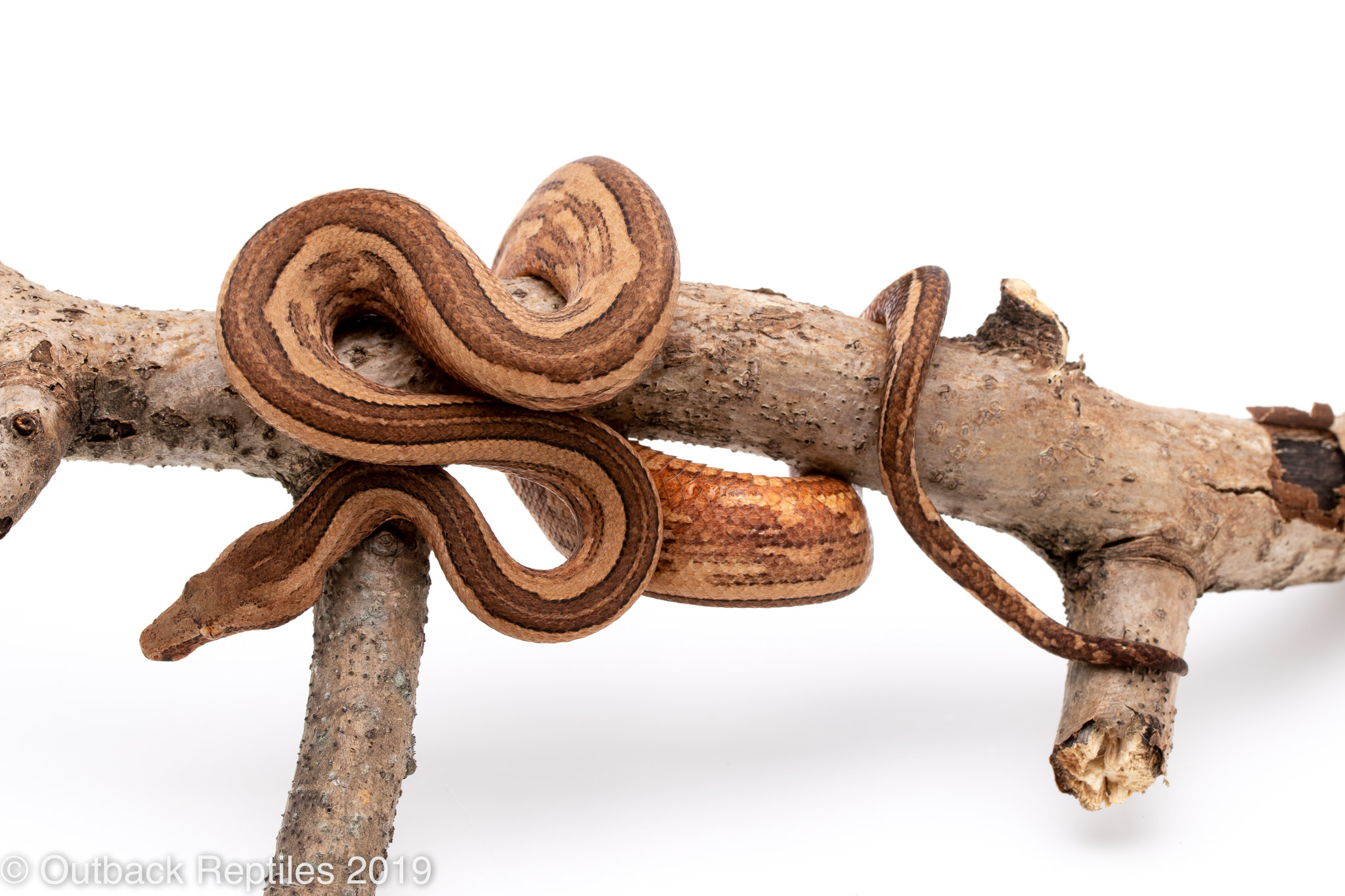 red stripe indo tree boa female | Outback Reptiles
