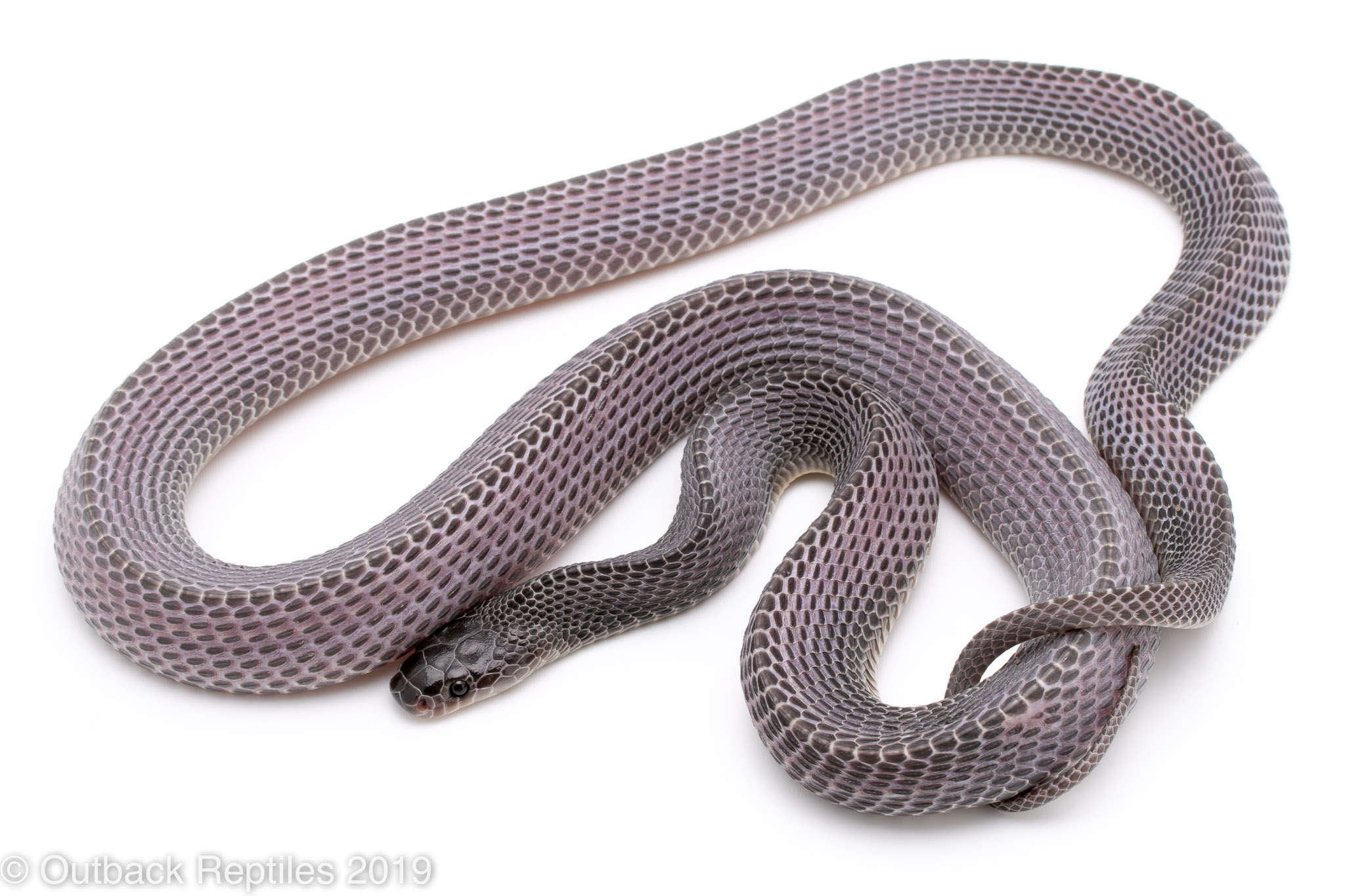 African file snake | Outback Reptiles