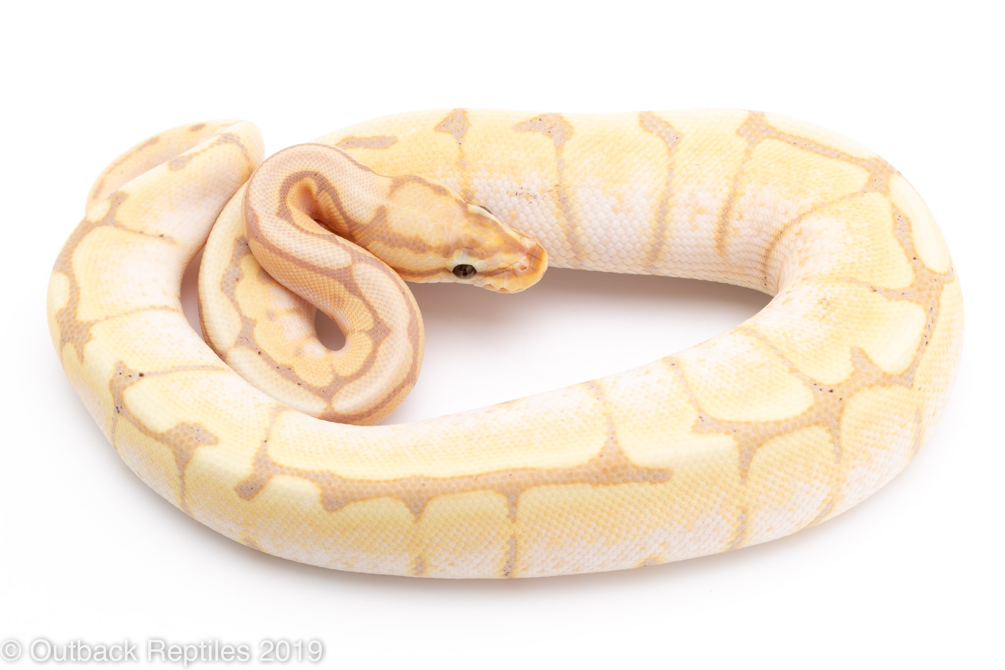 Banana Spider Ball Python