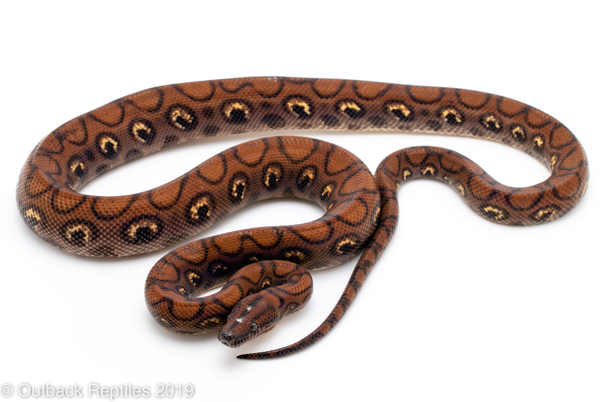 Brazilian Rainbow female | Outback Reptiles