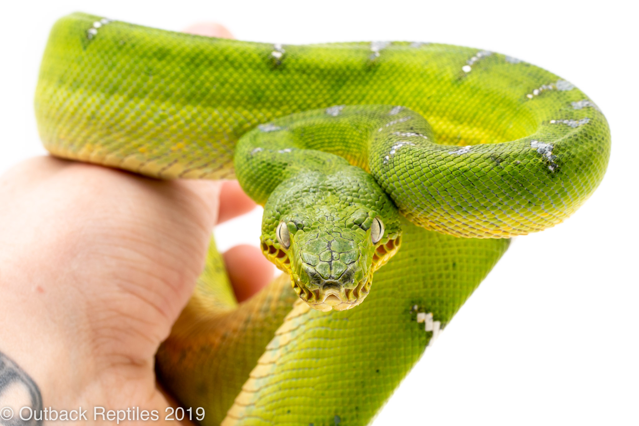 Emerald Juvenile female-2 | Outback Reptiles