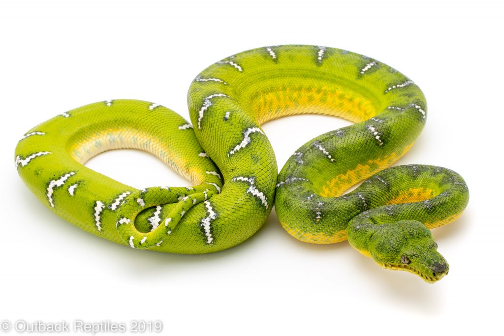Emerald adult female | Outback Reptiles