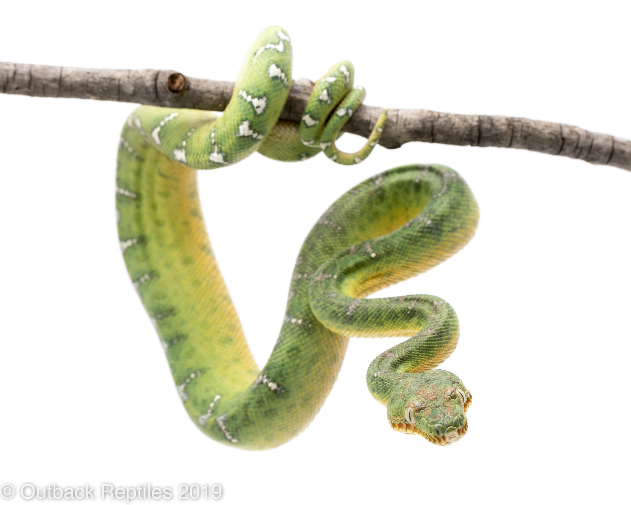 Emerald female | Outback Reptiles