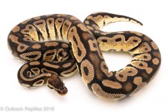 Outback Reptiles - Your Reptile One Stop Shop! | Outback Reptiles