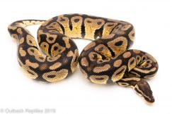 Outback Reptiles - Your Reptile One Stop Shop! | Outback Reptiles