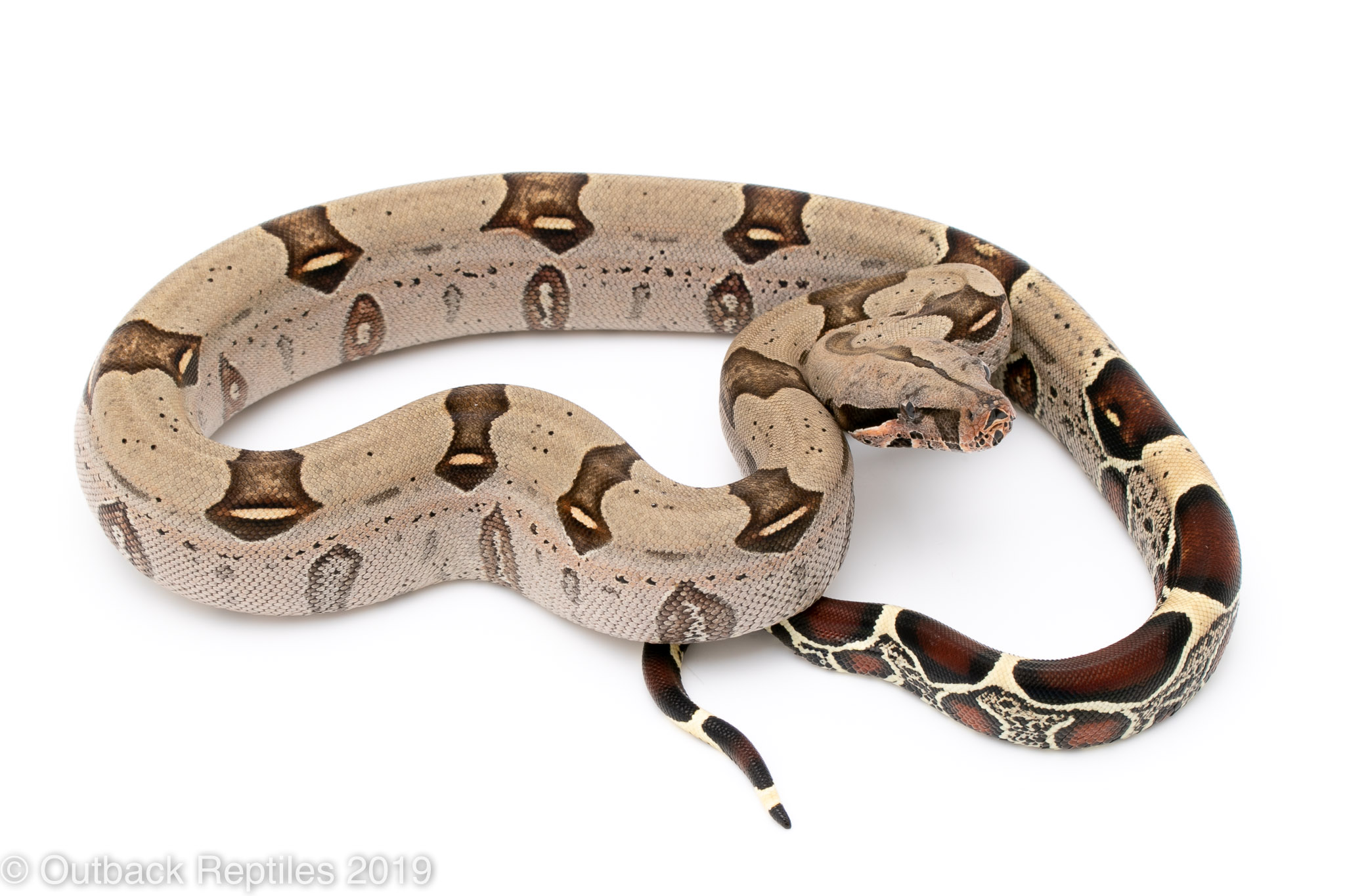 Peruvian Redtail female 1 | Outback Reptiles