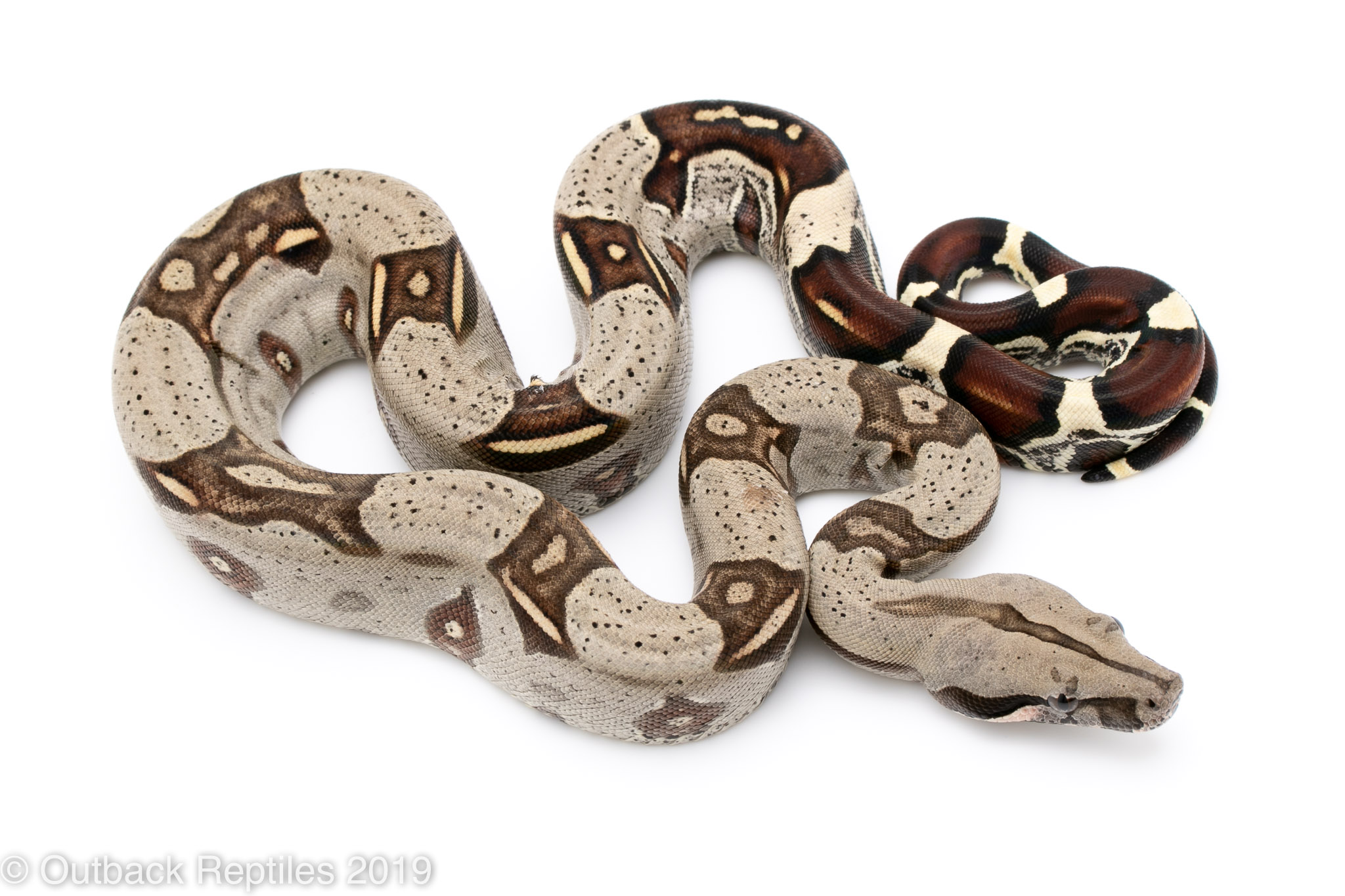 Peruvian boa – male | Outback Reptiles