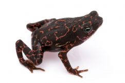 Outback Reptiles - Your Reptile One Stop Shop! | Outback Reptiles