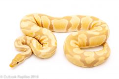 Outback Reptiles - Your Reptile One Stop Shop! | Outback Reptiles