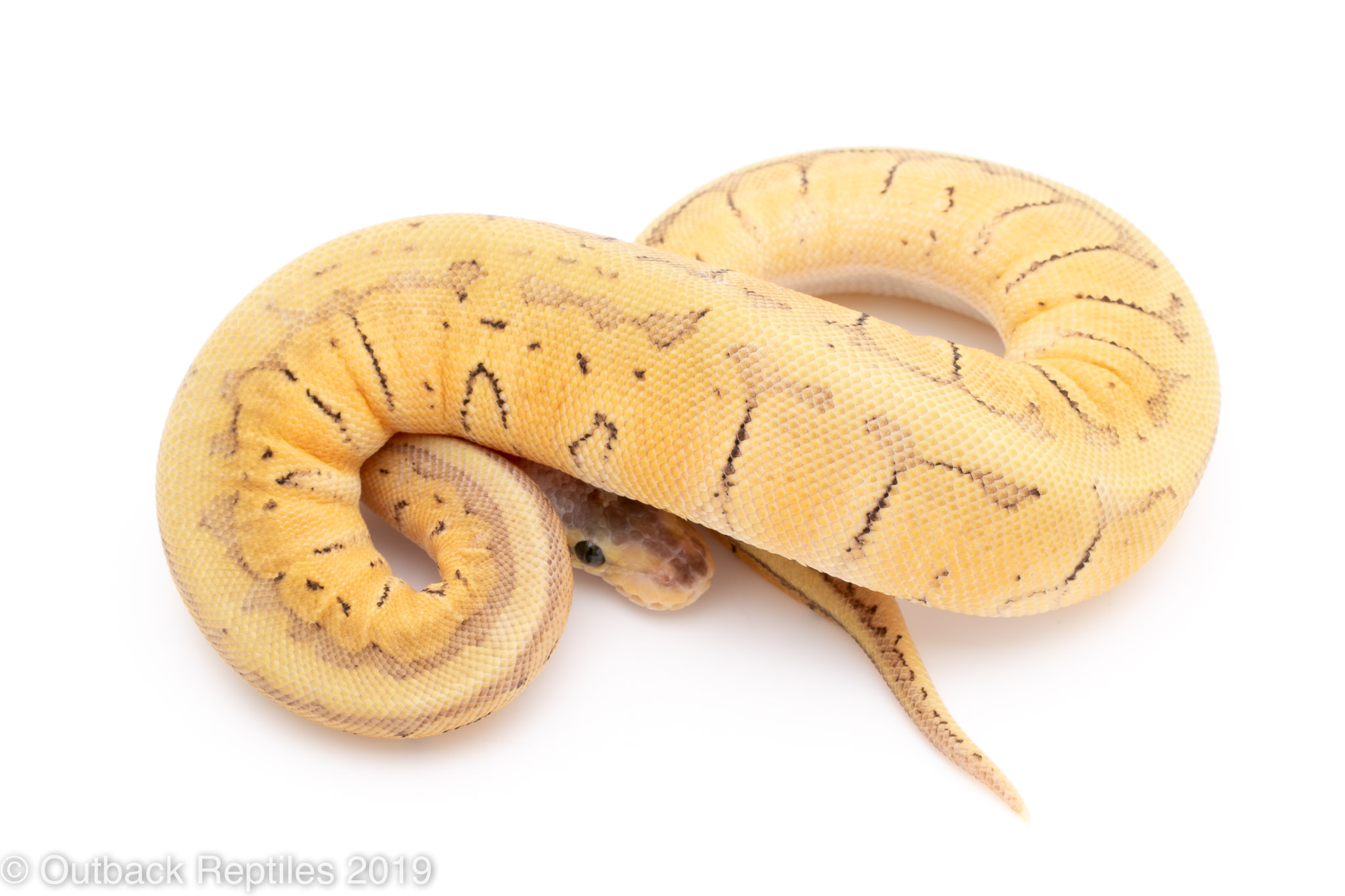 Killer Blast Ball Python