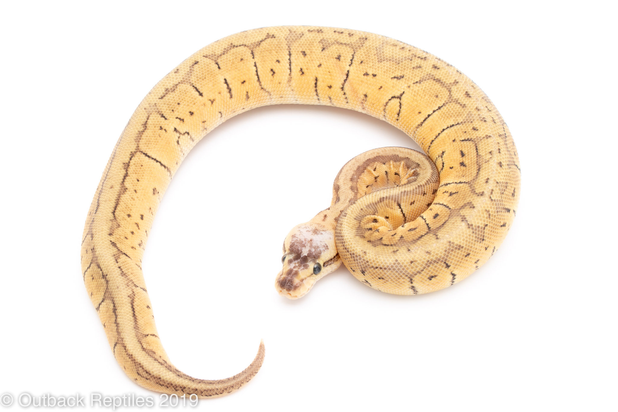 killer blast female 2 | Outback Reptiles
