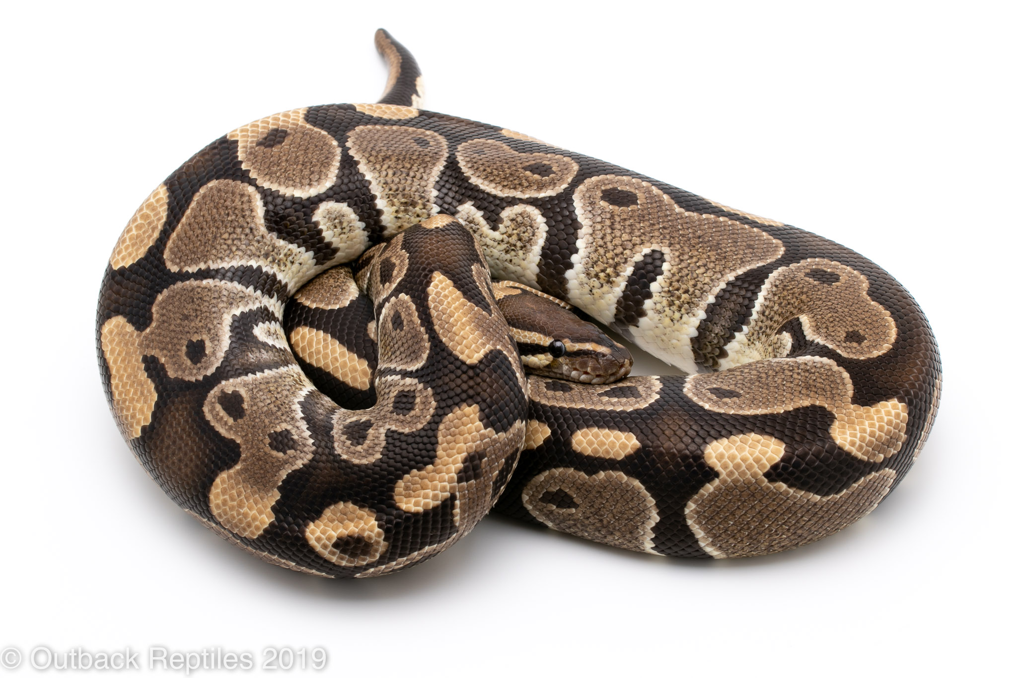 DH albino clown male | Outback Reptiles