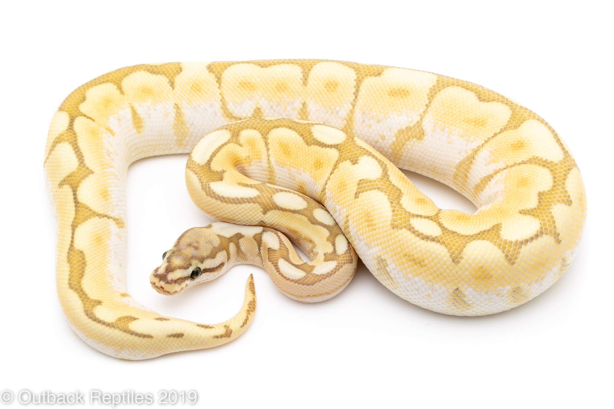 Butter Ghost Ball Python