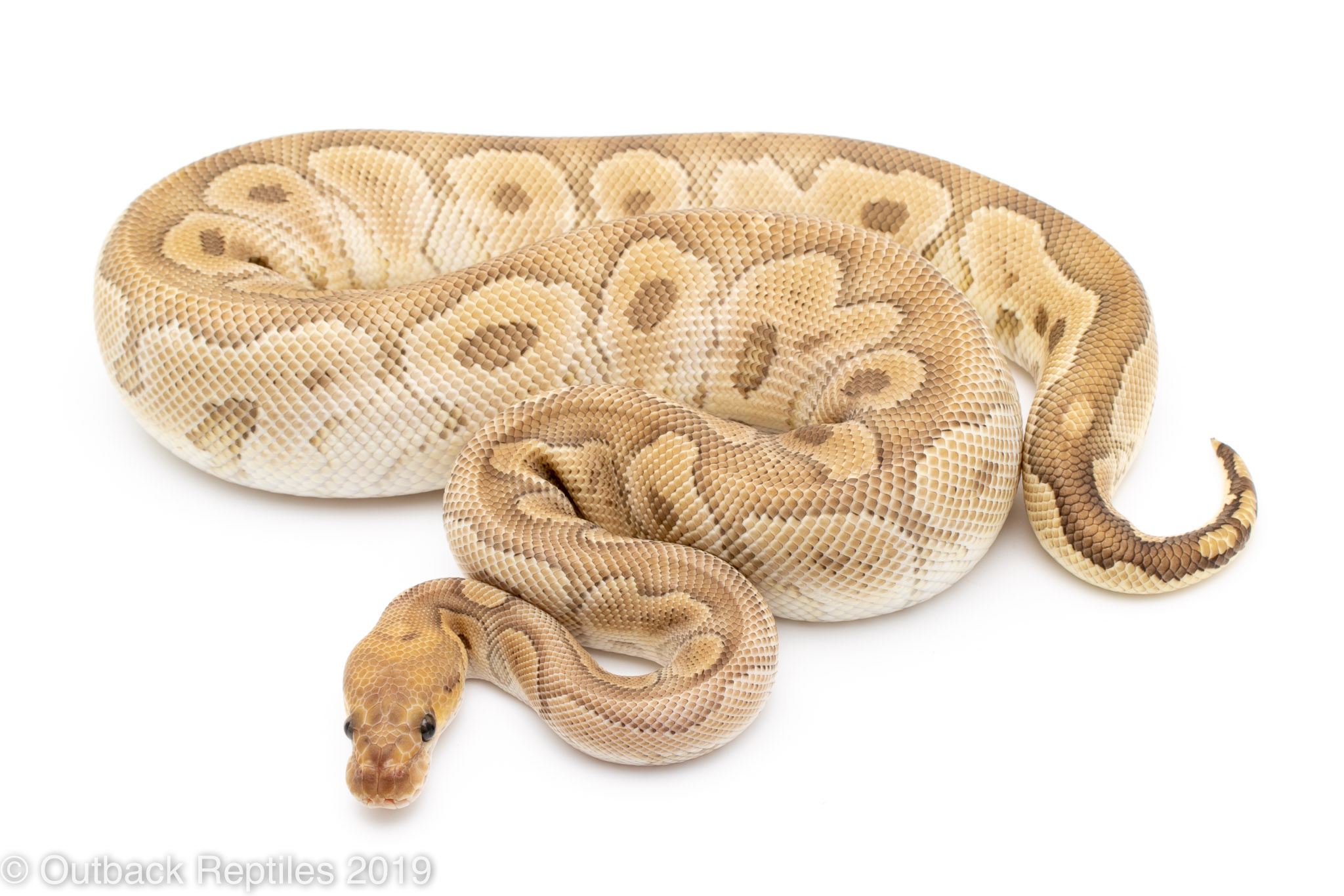 Mojave Clown | Outback Reptiles