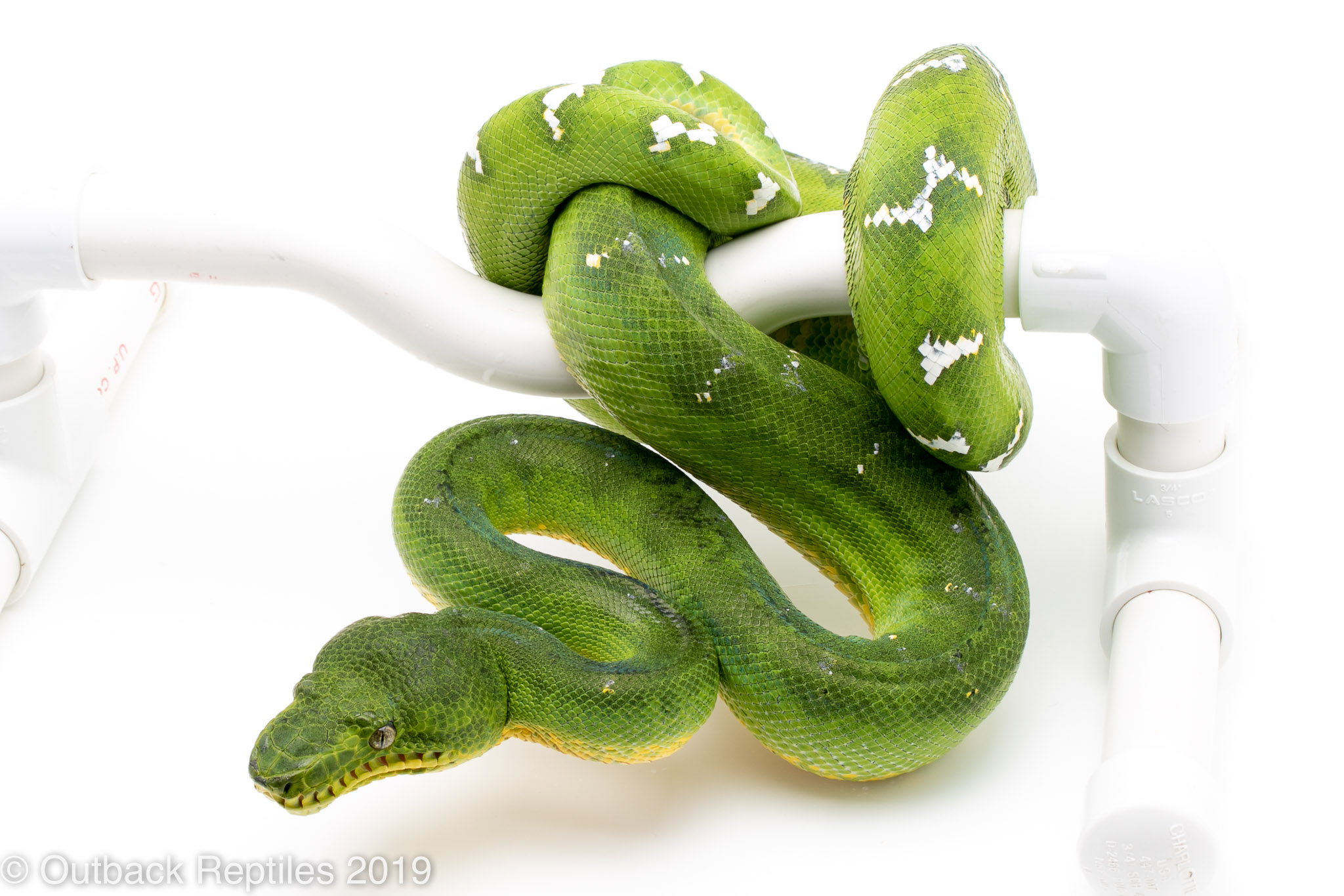 New emerald female | Outback Reptiles