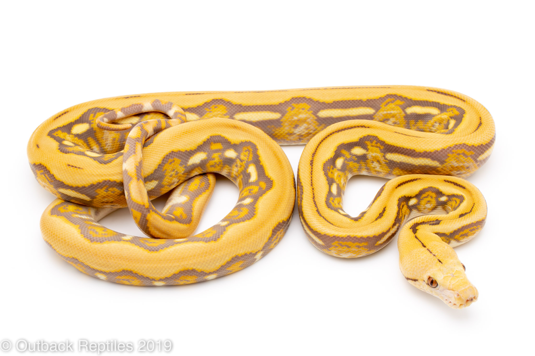 Platinum Tiger Reticulated Python