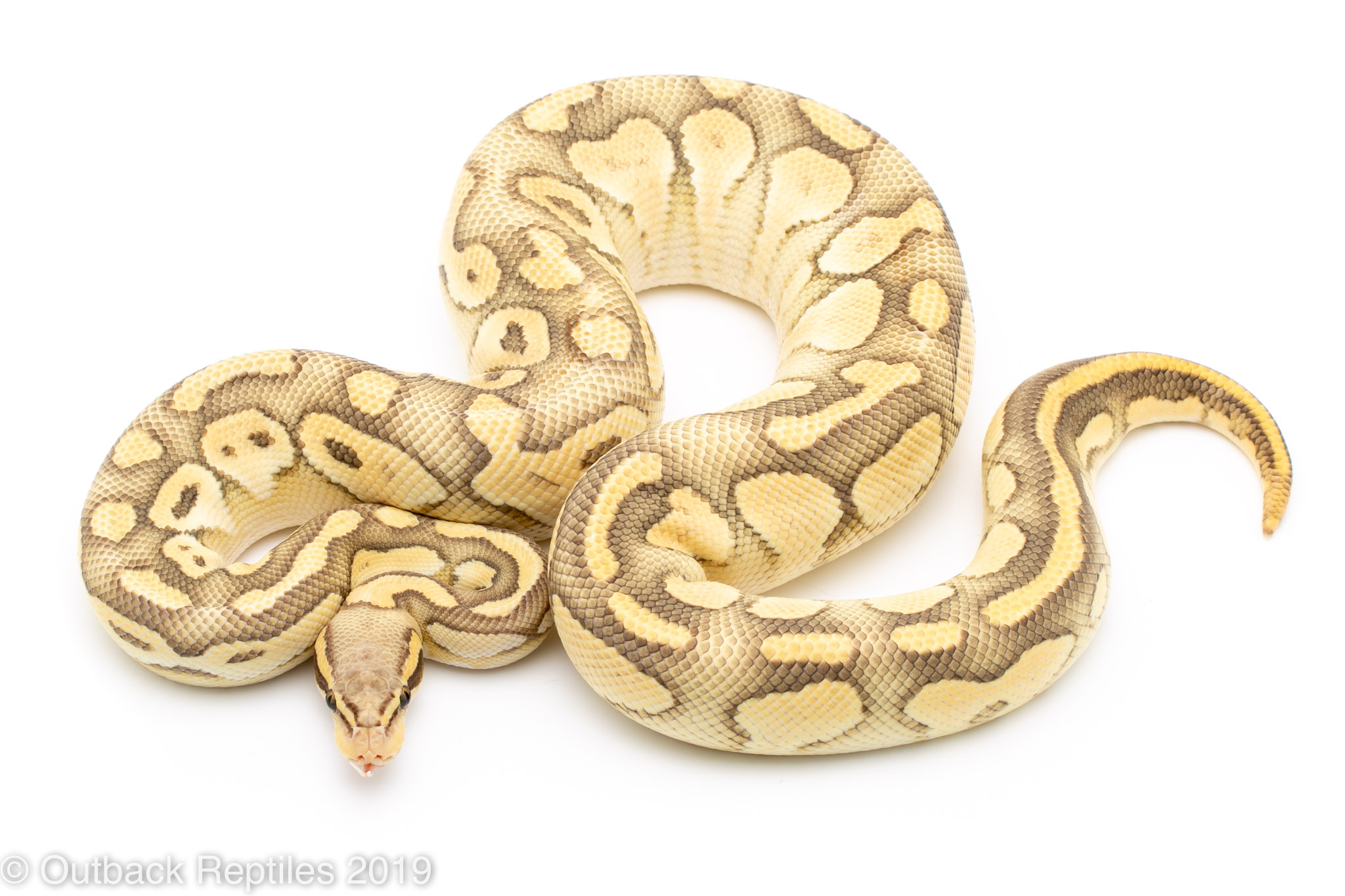 Pastel Lesser Ghost | Outback Reptiles