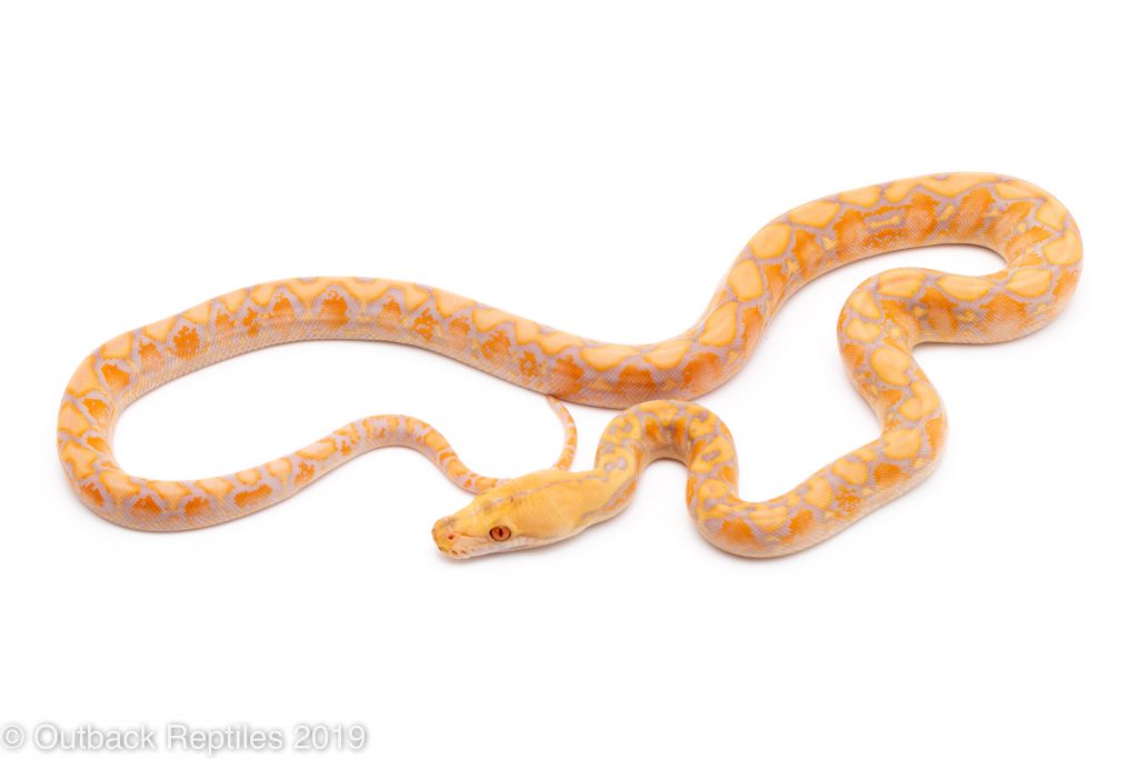 Purple albino retic | Outback Reptiles