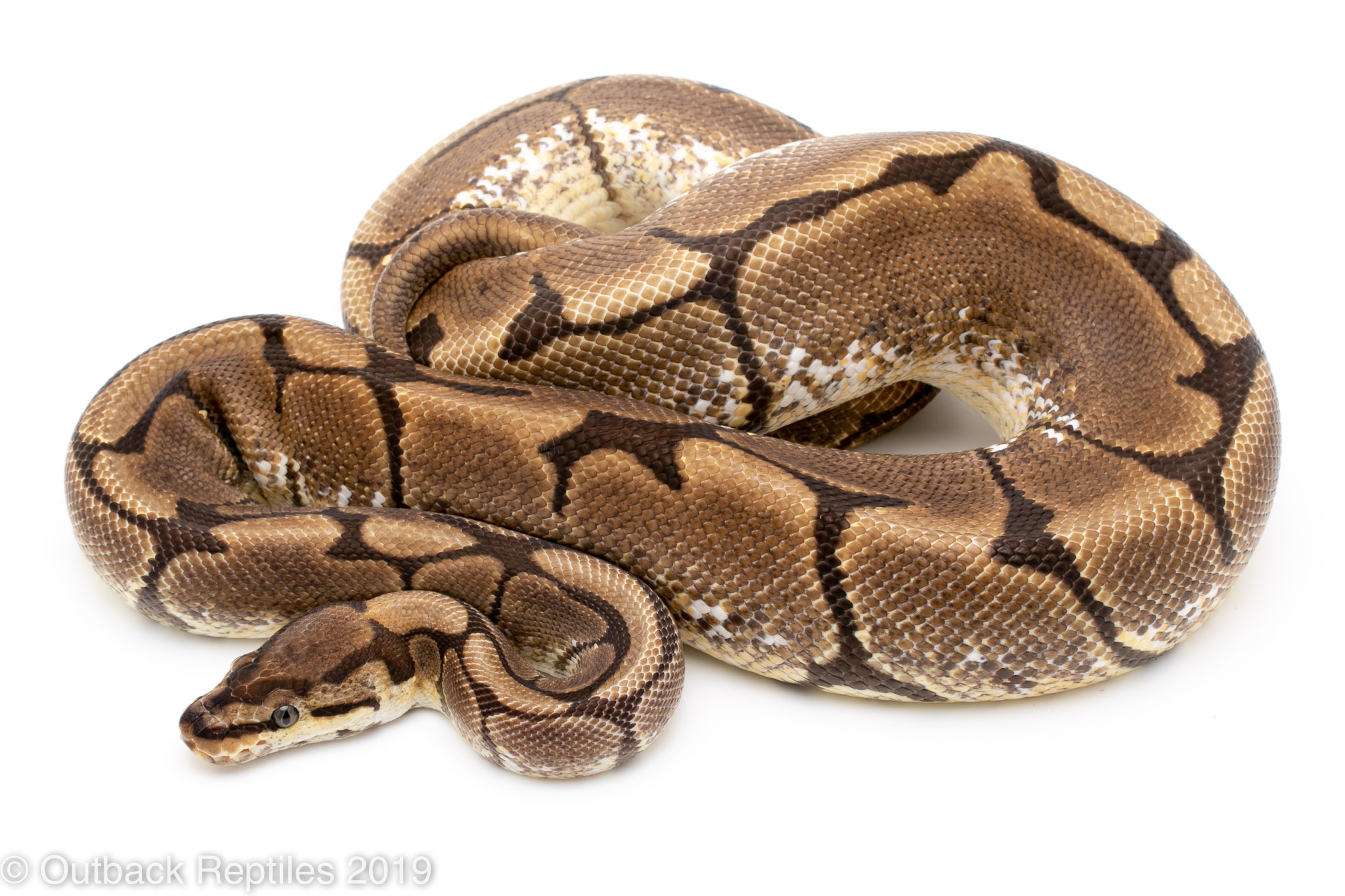 Spider het pied 2 | Outback Reptiles