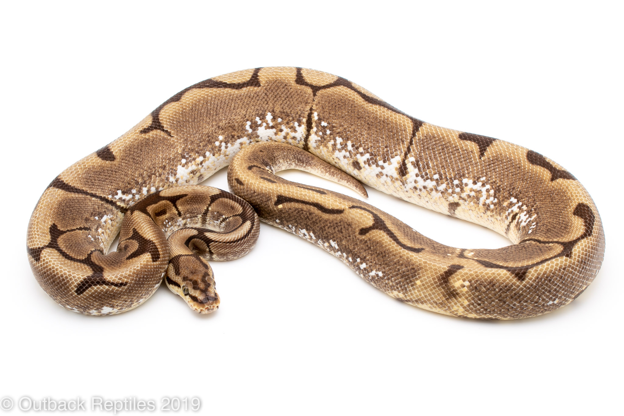 Spider het pied 3 | Outback Reptiles
