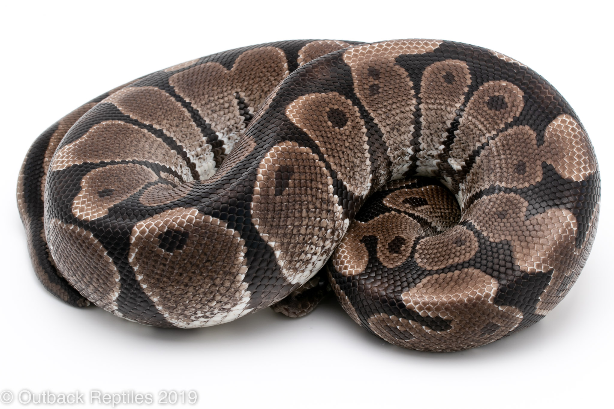 VPI axanthic het snow male | Outback Reptiles