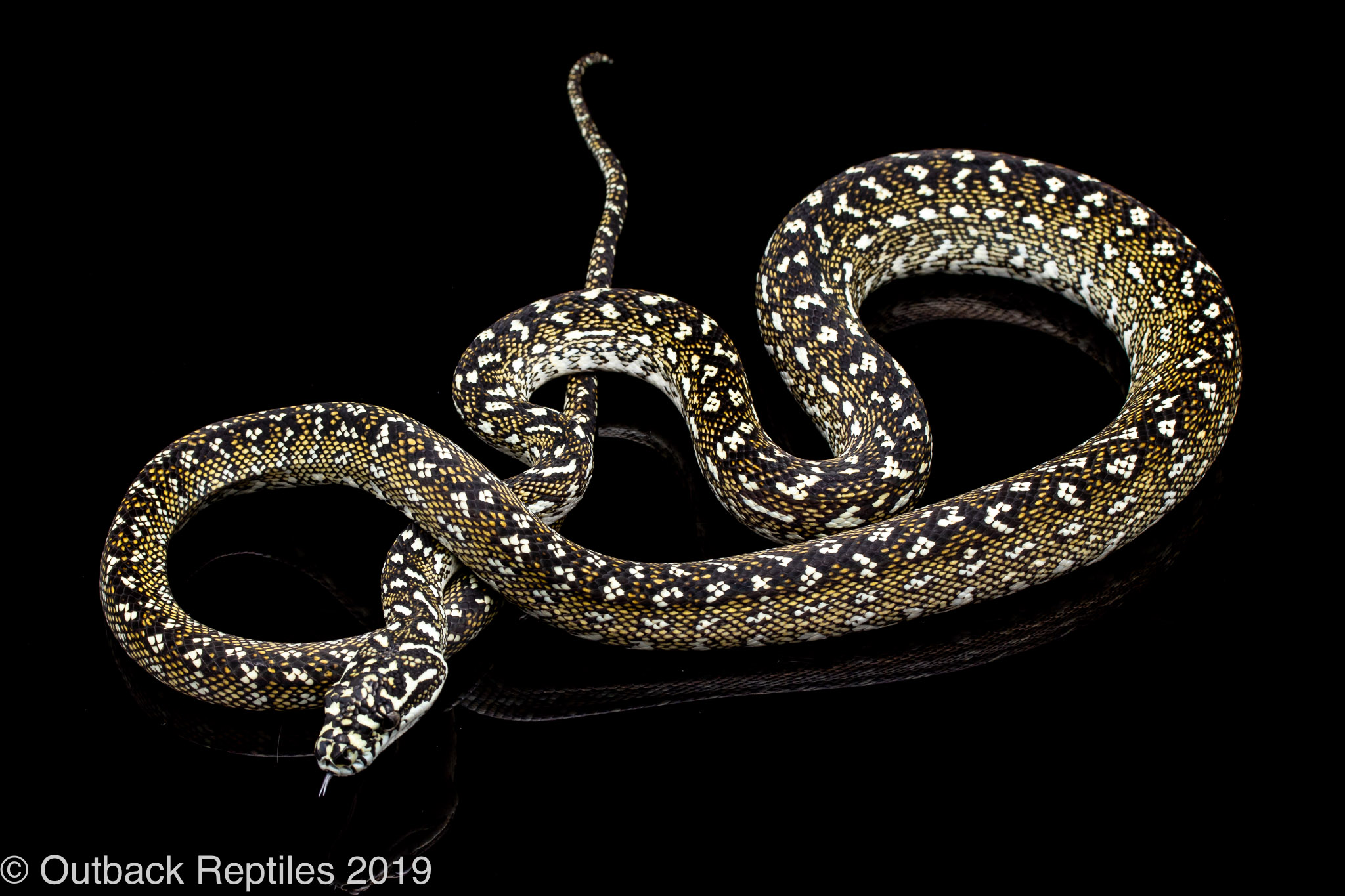 diamond python female 1 | Outback Reptiles