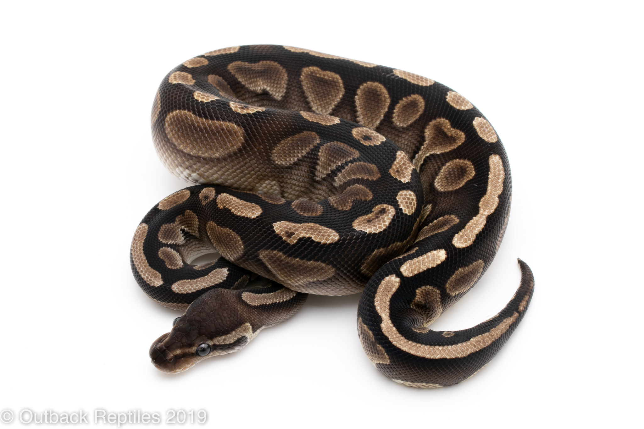 ghi cinnamon | Outback Reptiles