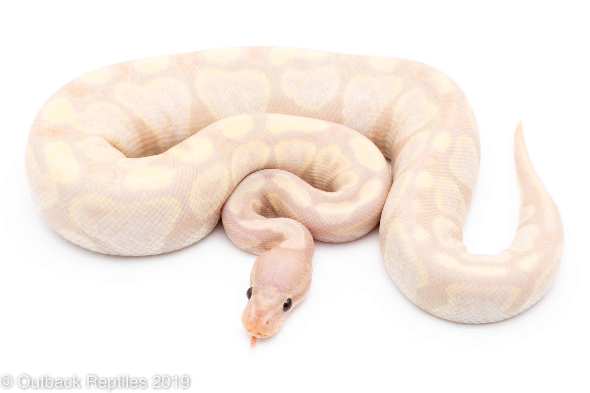 super banana | Outback Reptiles