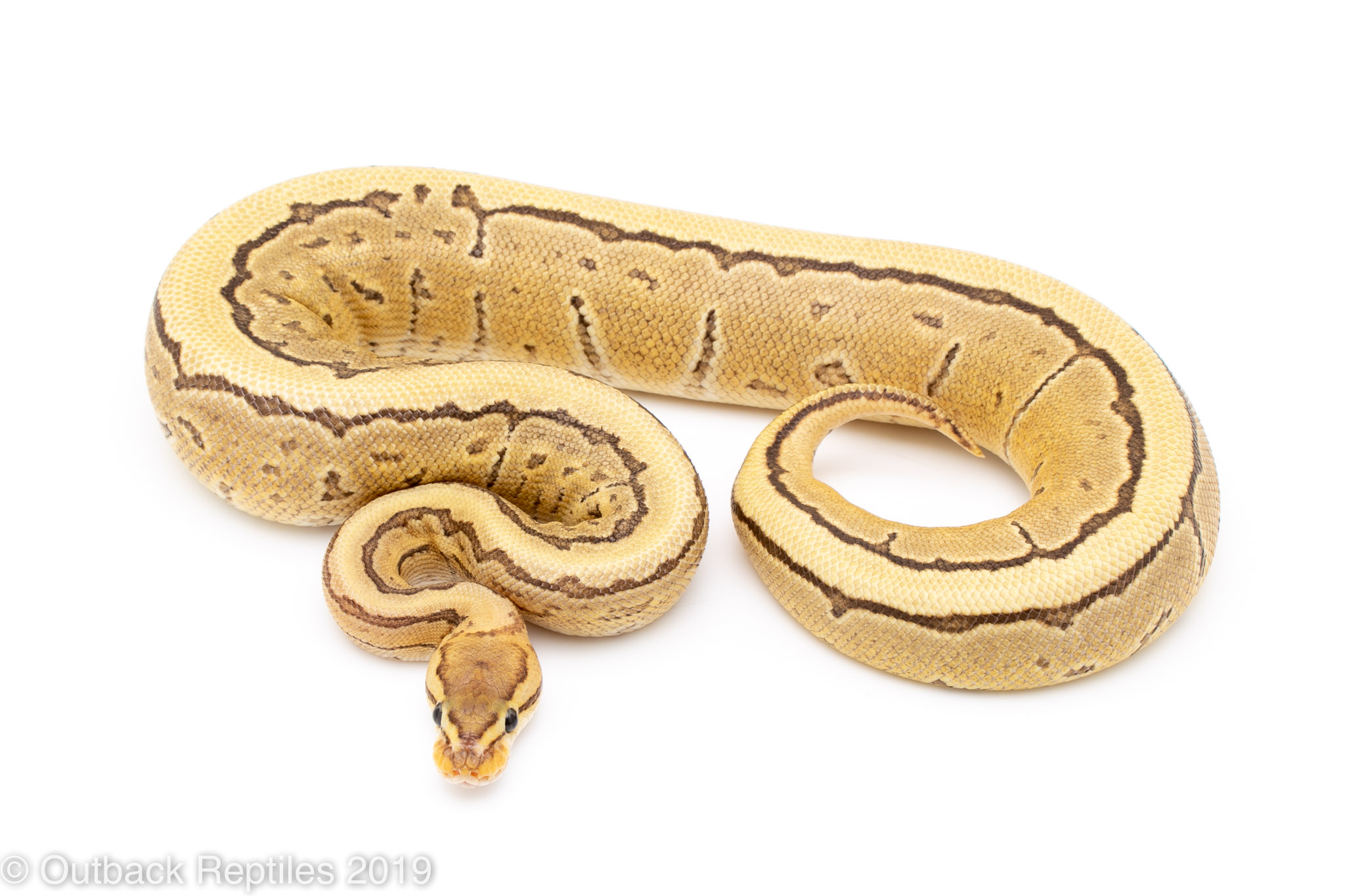 Fire Lace Pinstripe | Outback Reptiles