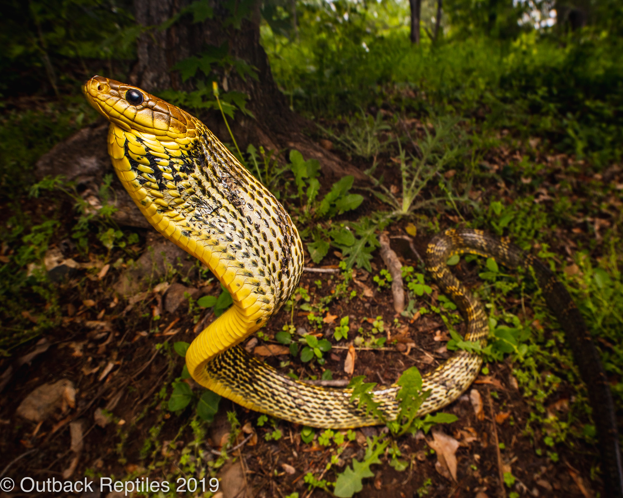 Puffing Snake Outback Reptiles Puffing Snake Outback Reptiles
