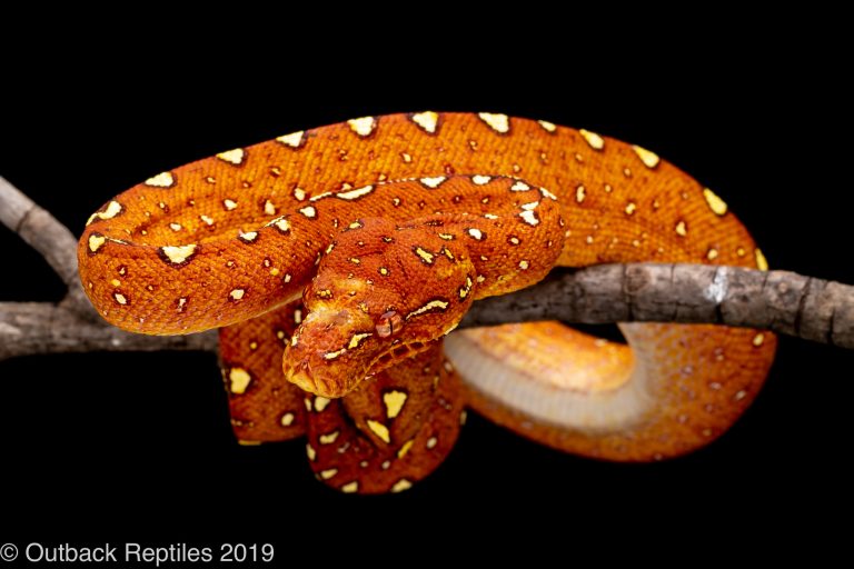 Red Biak Green Tree Python female | Outback Reptiles