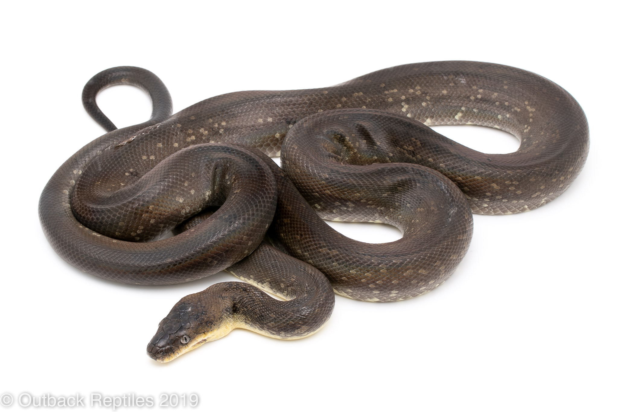 Roti Island Macklotts python female | Outback Reptiles