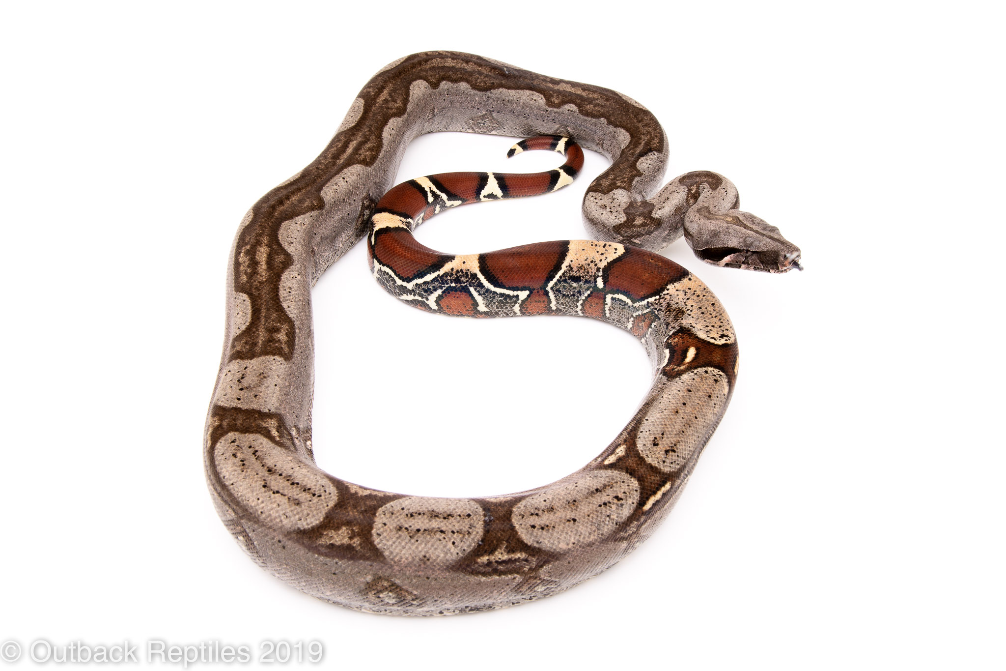 Striped Guyana Boa female | Outback Reptiles