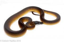 Outback Reptiles - Your Reptile One Stop Shop! | Outback Reptiles