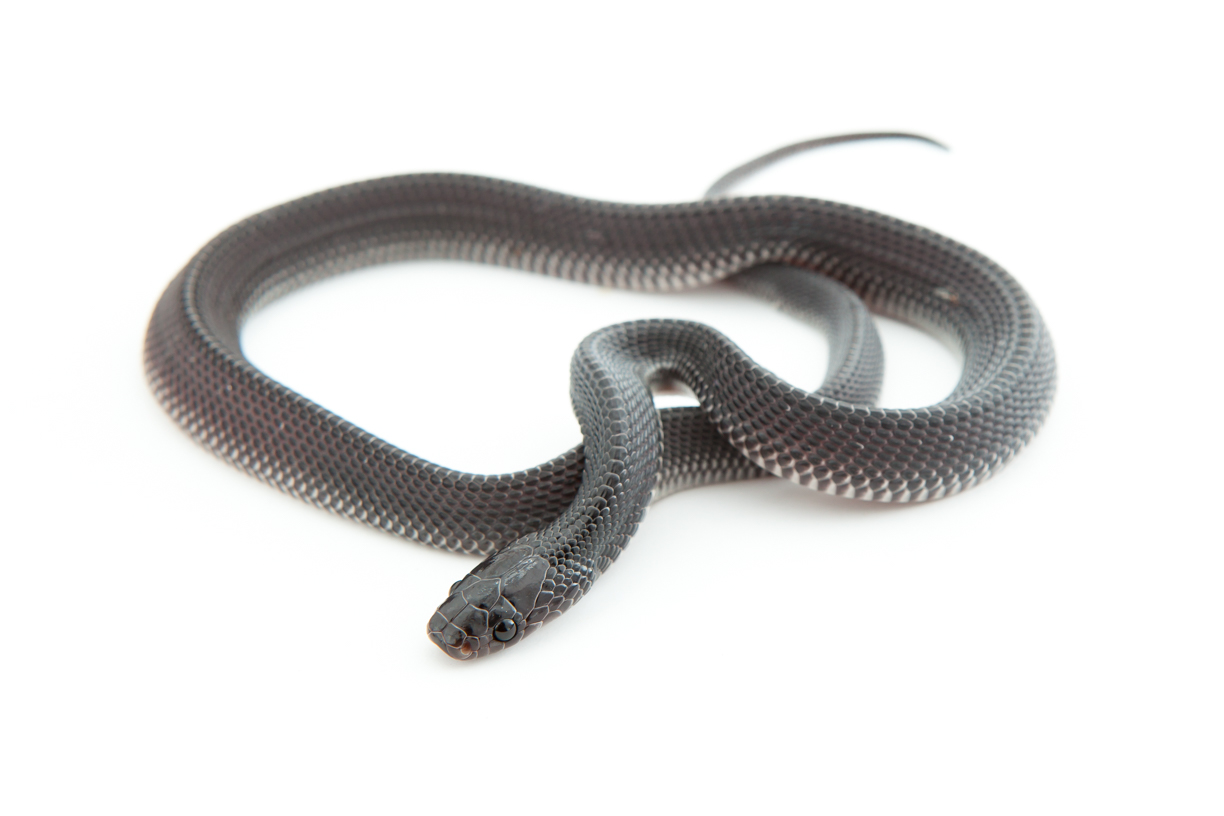 baby file snake 1 sm | Outback Reptiles