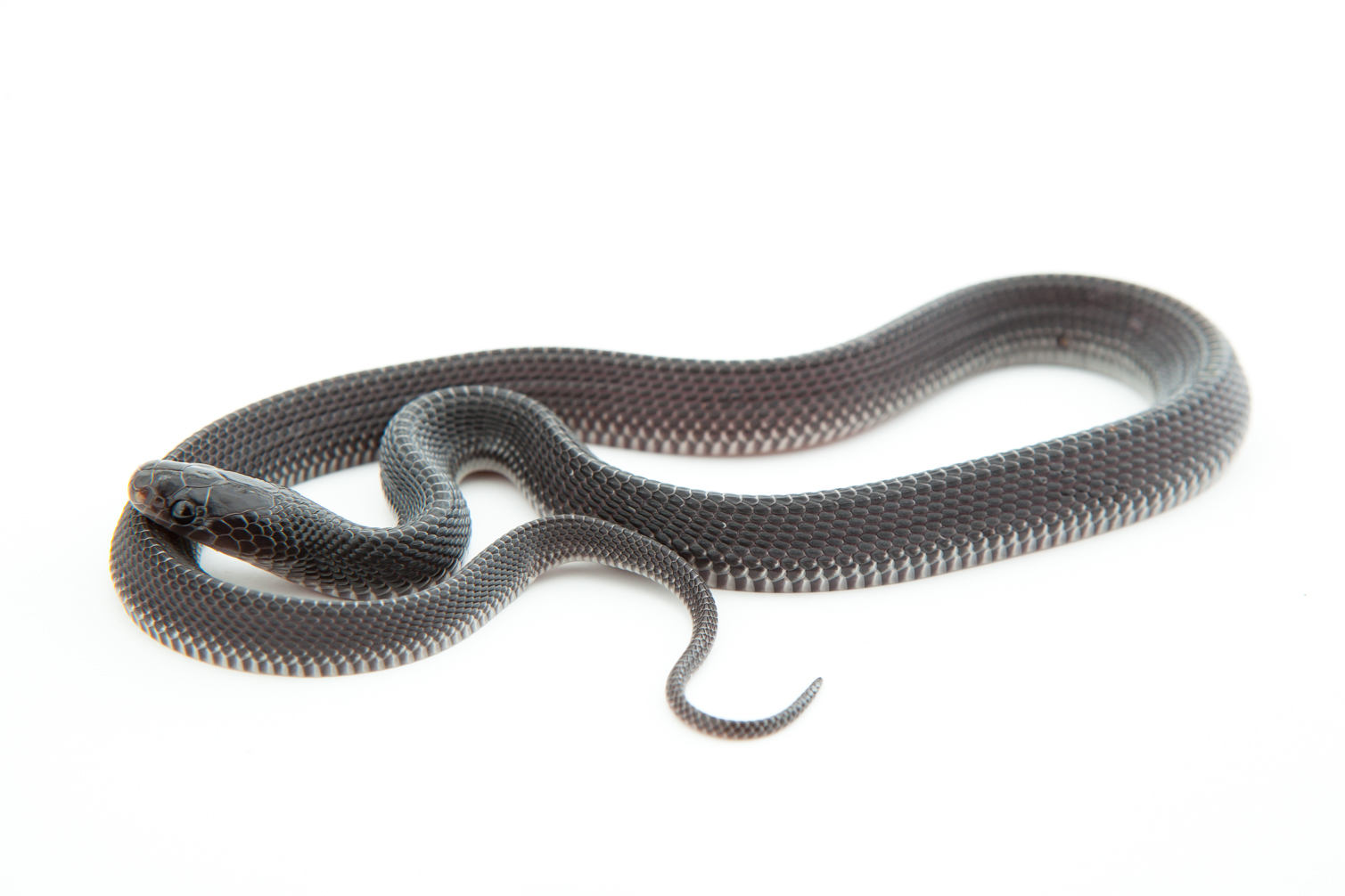 baby file snake 2 sm | Outback Reptiles