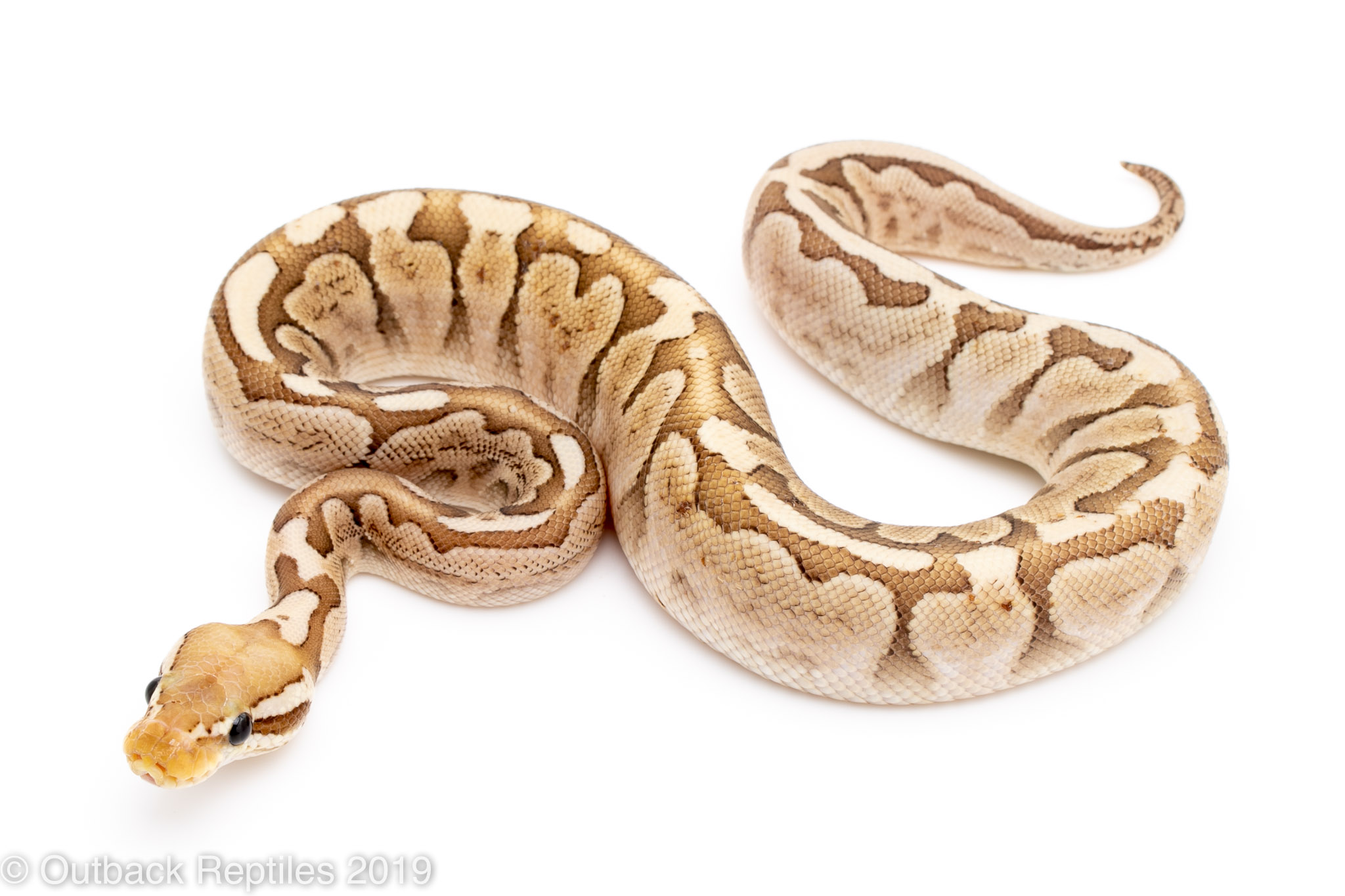 black pastel spotnose bamboo | Outback Reptiles