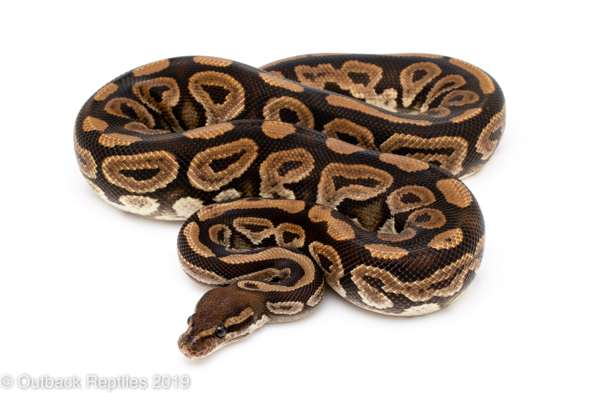black pastel yb het pied | Outback Reptiles