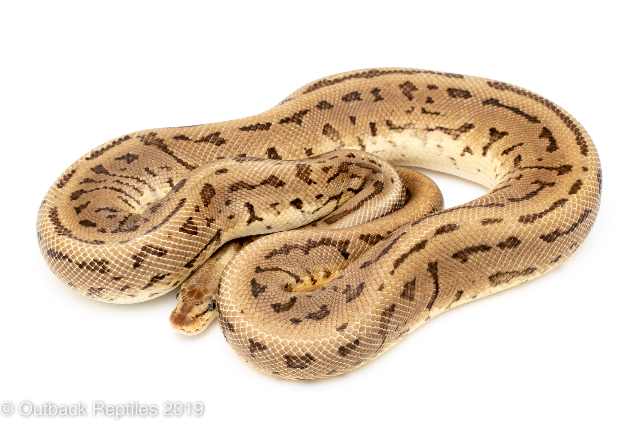 leopard lemon blast | Outback Reptiles