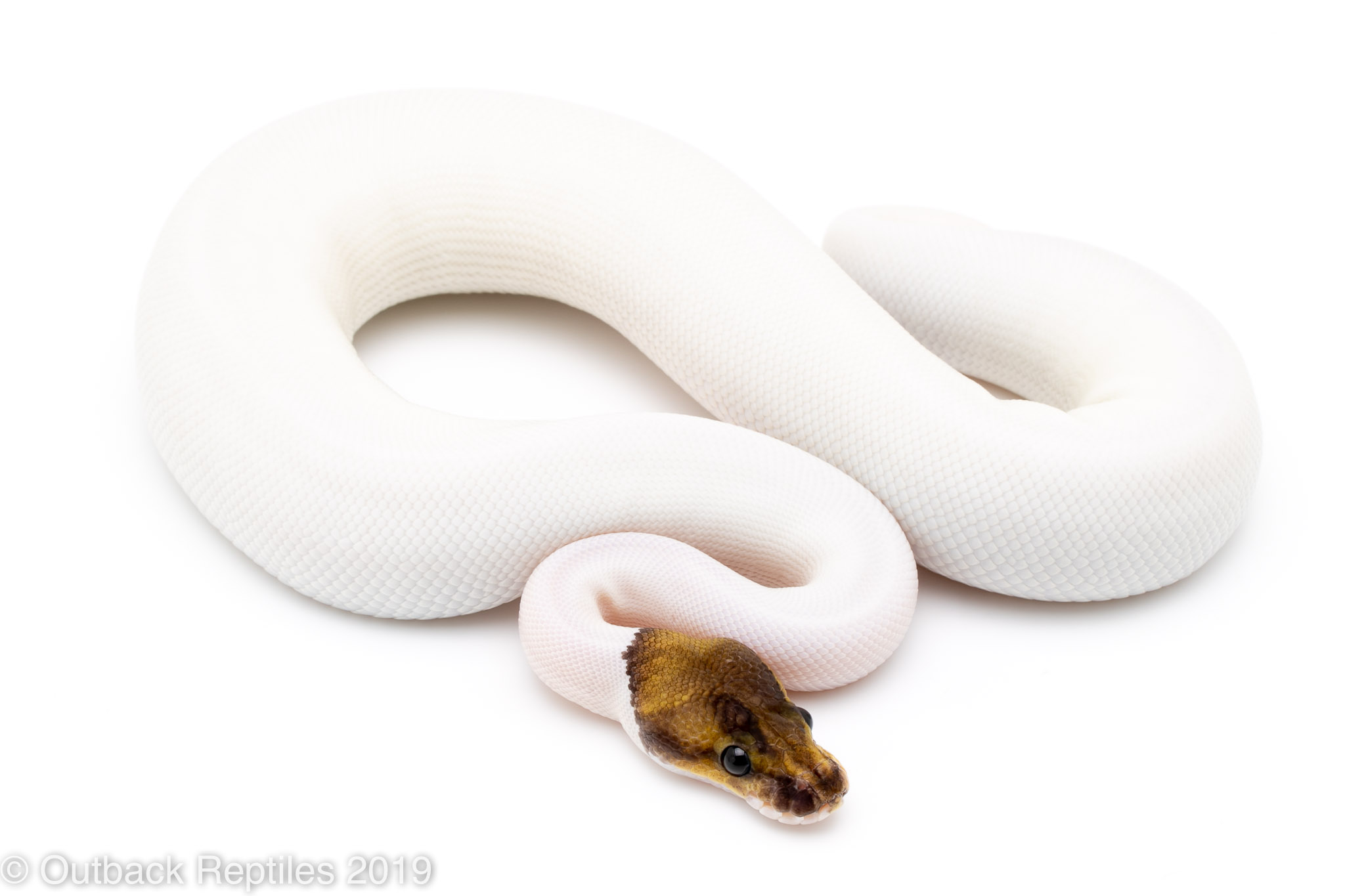 Pewter Pied Ball Python
