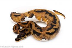 Outback Reptiles - Your Reptile One Stop Shop! | Outback Reptiles