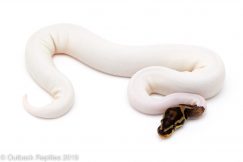 Outback Reptiles - Your Reptile One Stop Shop! | Outback Reptiles