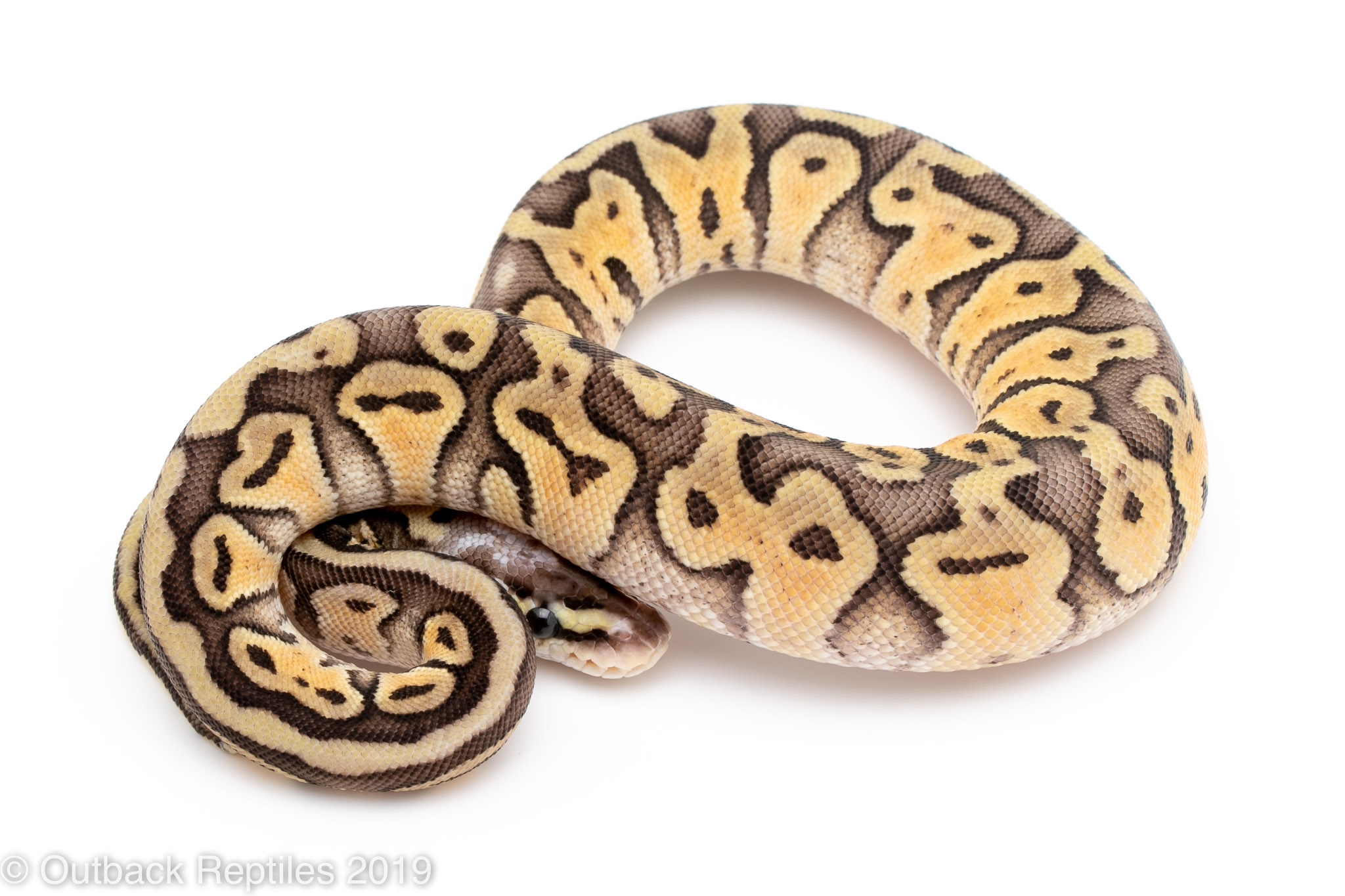 super pastel het clown | Outback Reptiles
