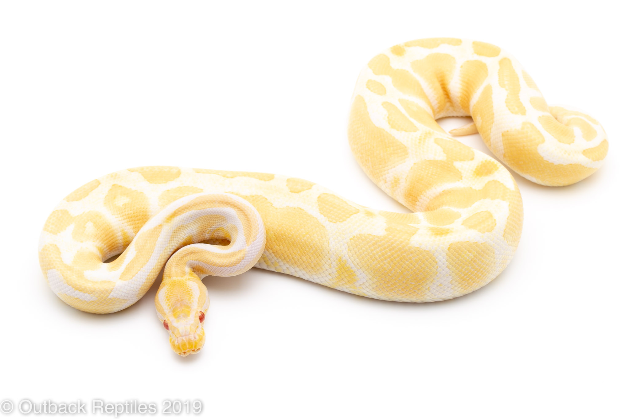 ALbino het pied 3 | Outback Reptiles