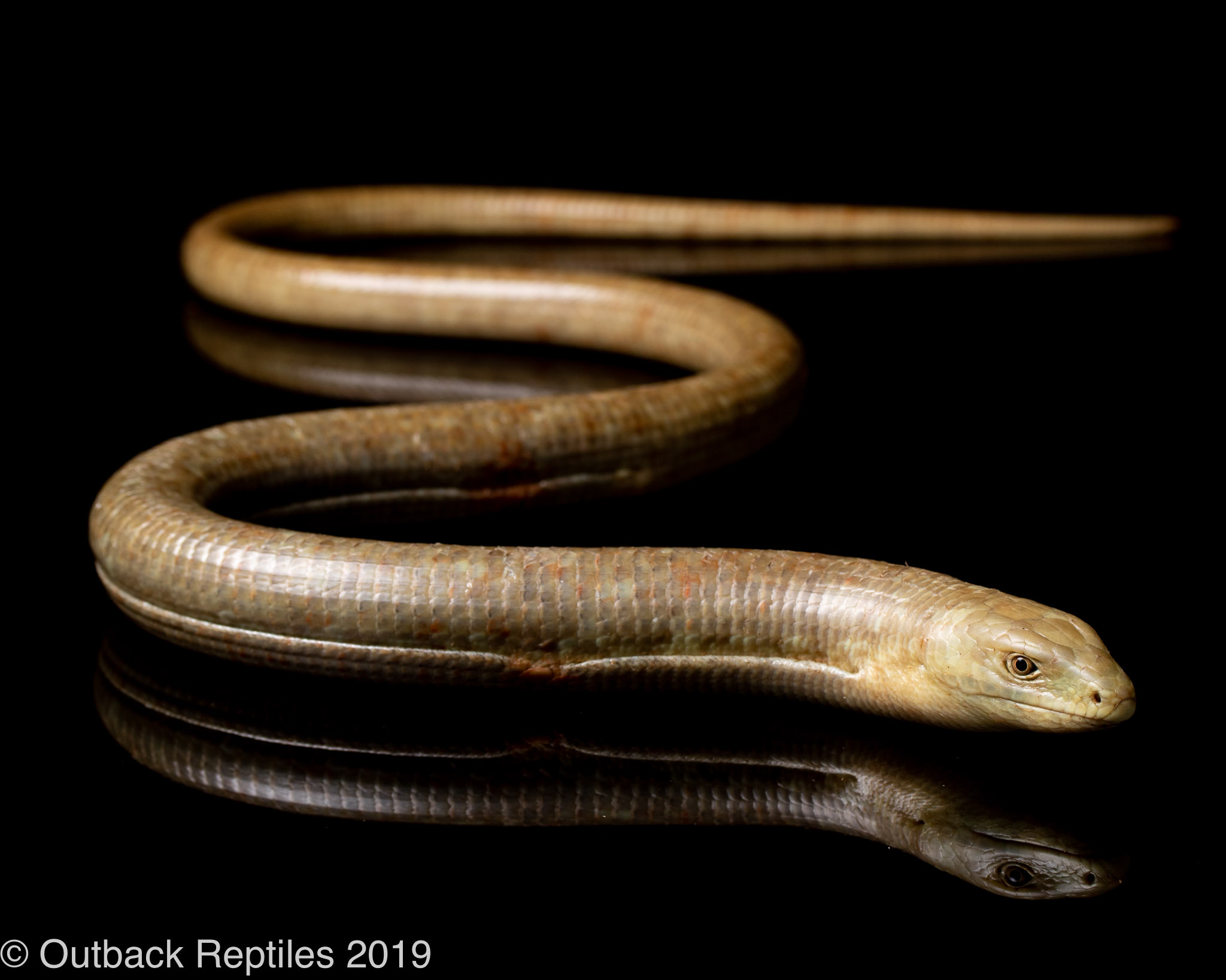 Giant Legless Lizard Outback Reptiles