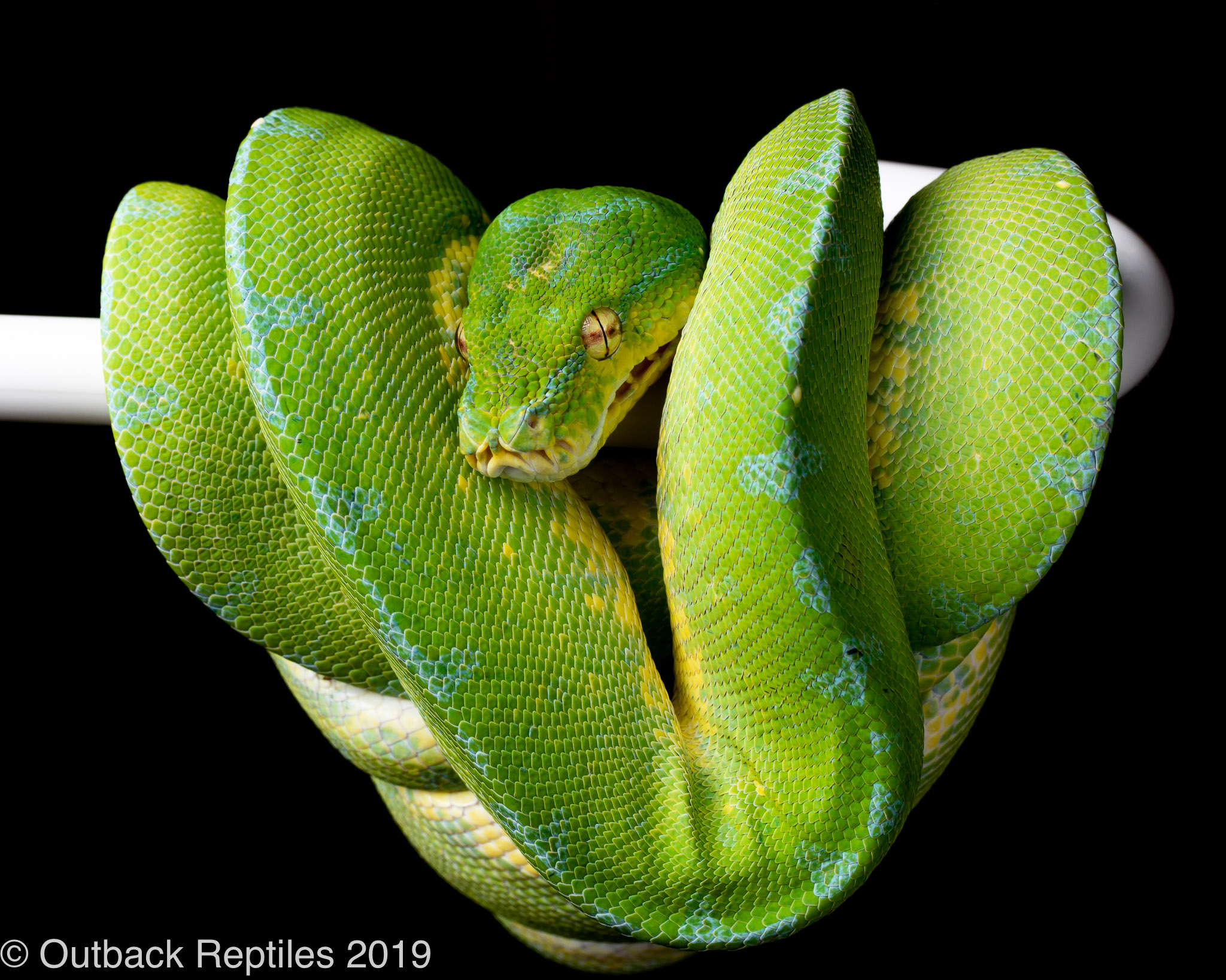 Jayapura male | Outback Reptiles