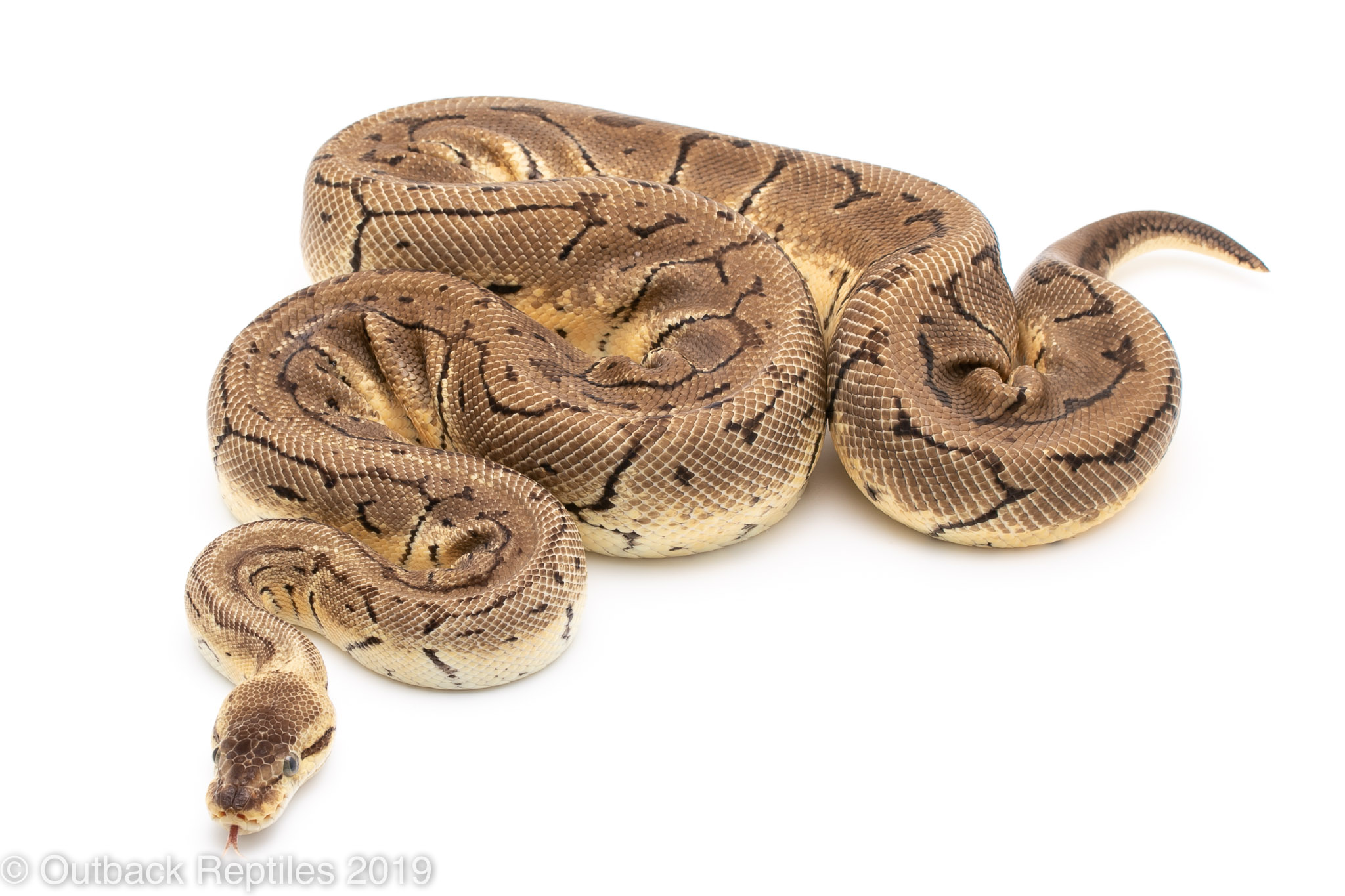 Lemon Blast | Outback Reptiles